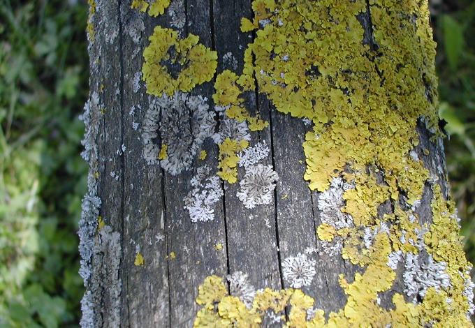 Xylobionte Organismen – Flechten | Stadt Linz